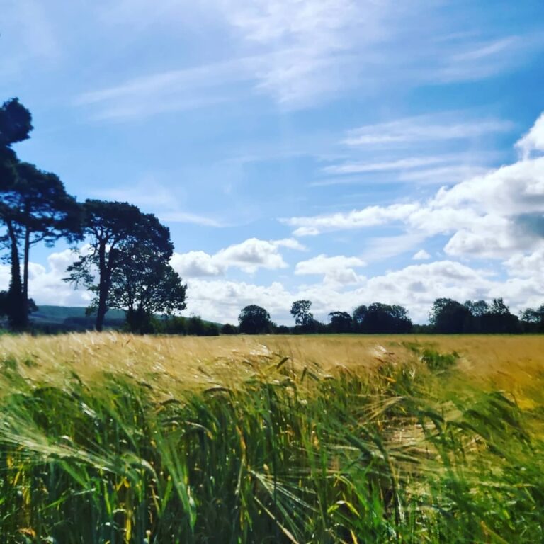 Luxury Shepherds Hut set in stunning Yorkshire countryside