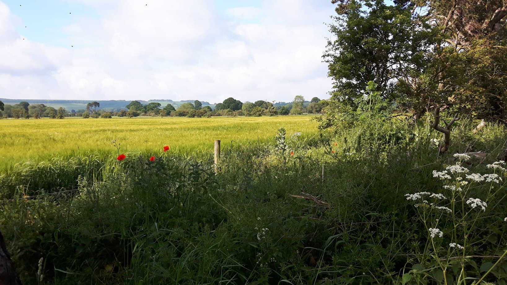 Luxury Shepherds Hut set in stunning Yorkshire countryside